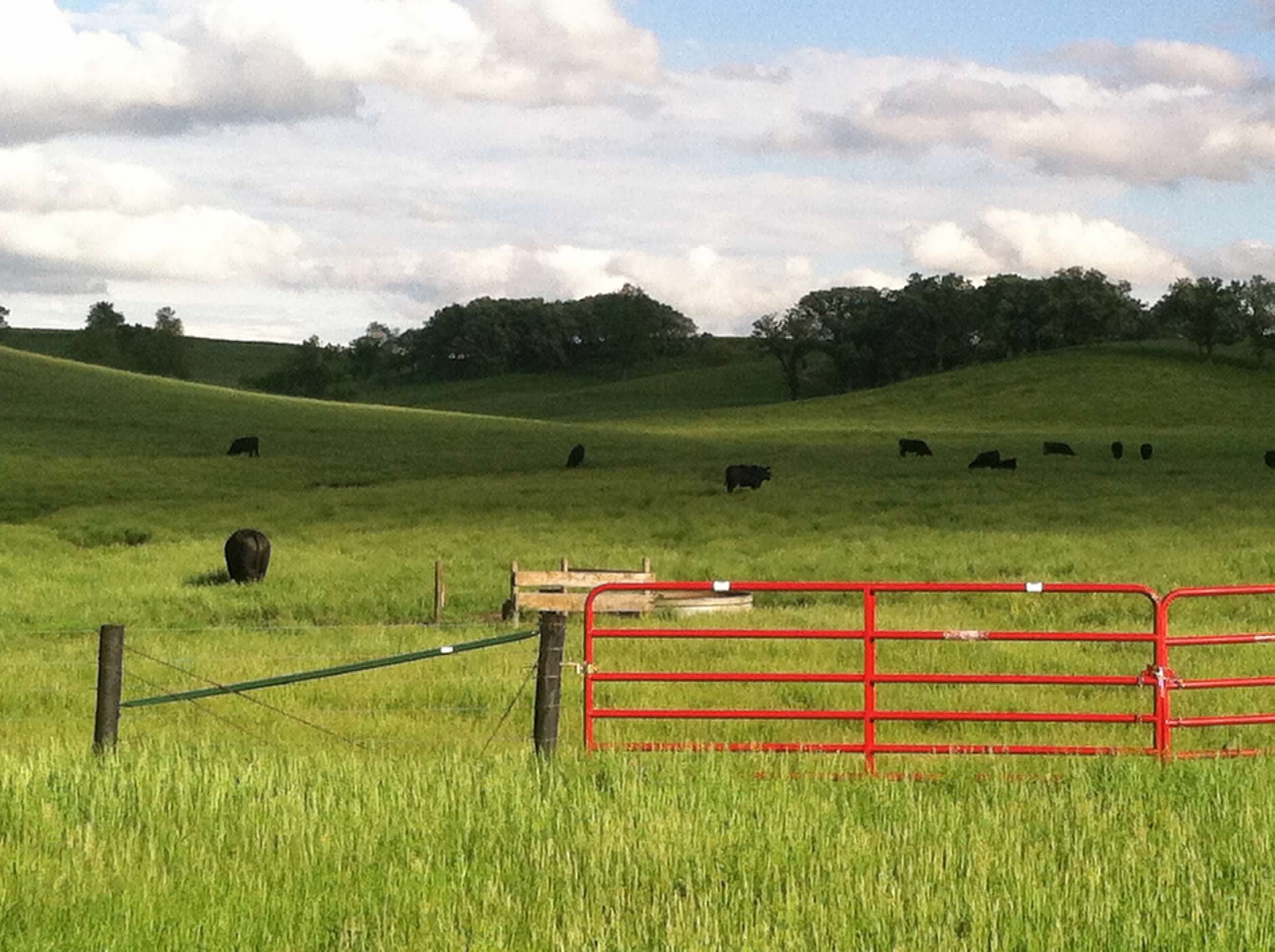 BC ANGUS – BC Angus